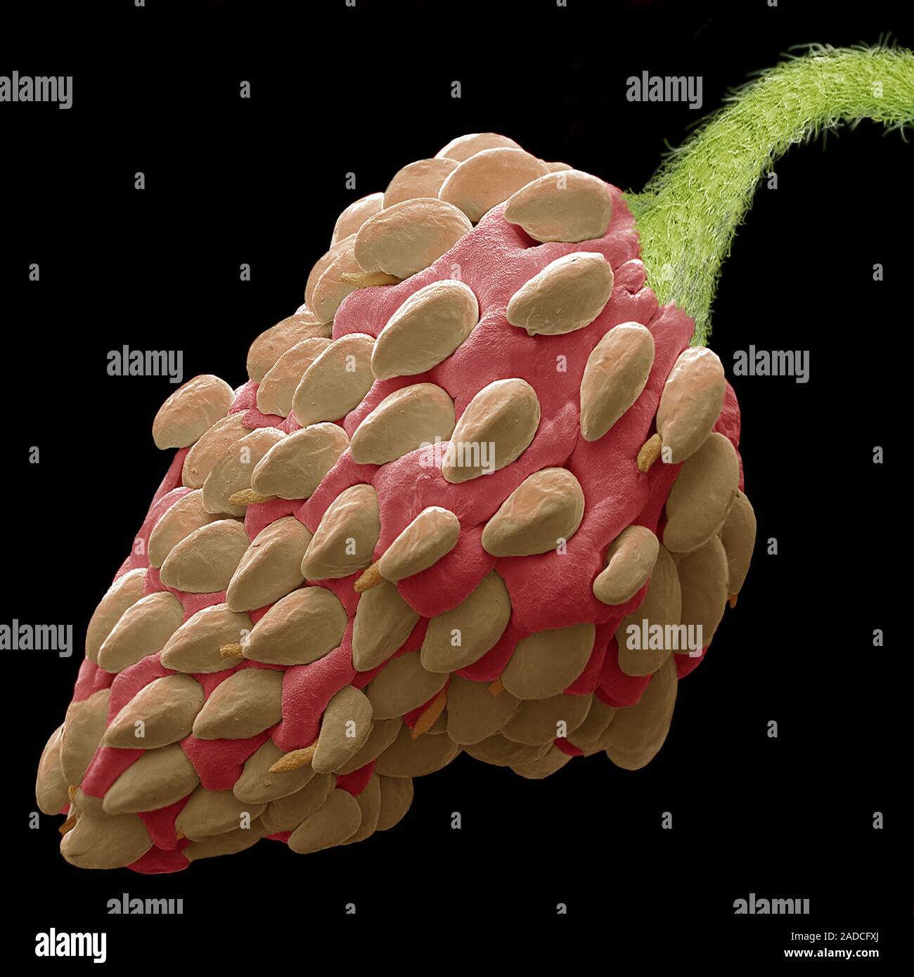 Wild strawberry. Coloured scanning electron micrograph (SEM) of an ...