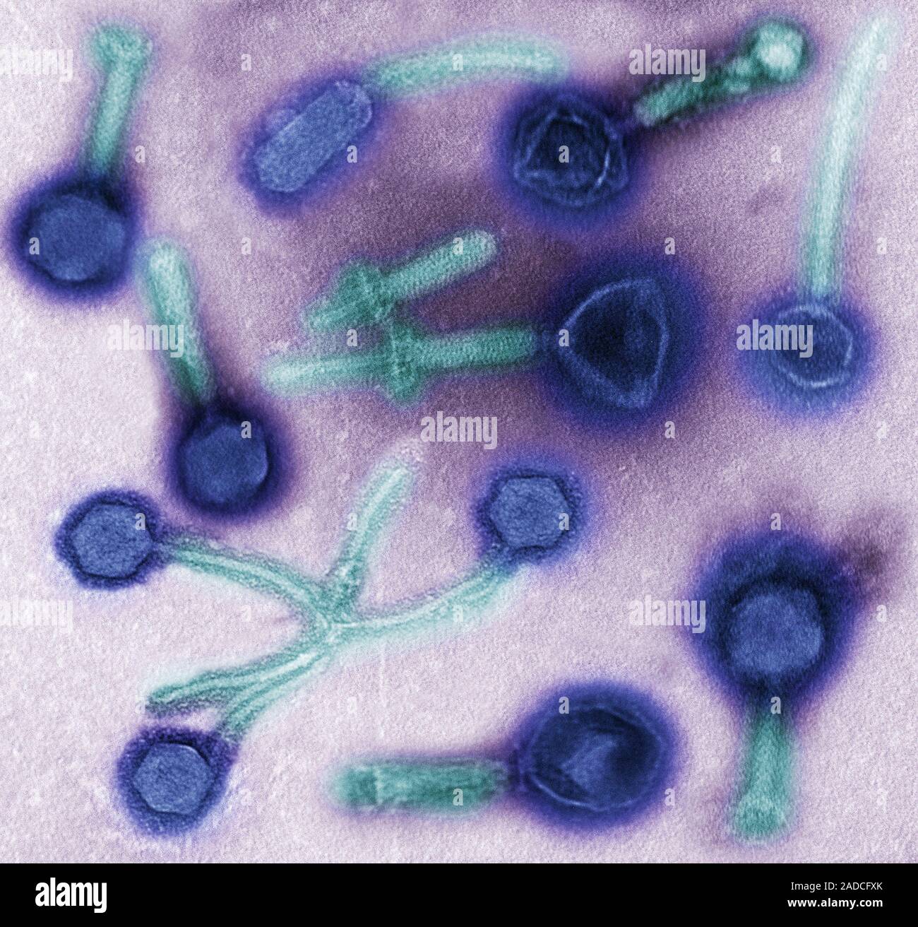 Phage therapy. Transmission electron micrograph (TEM) of various ...