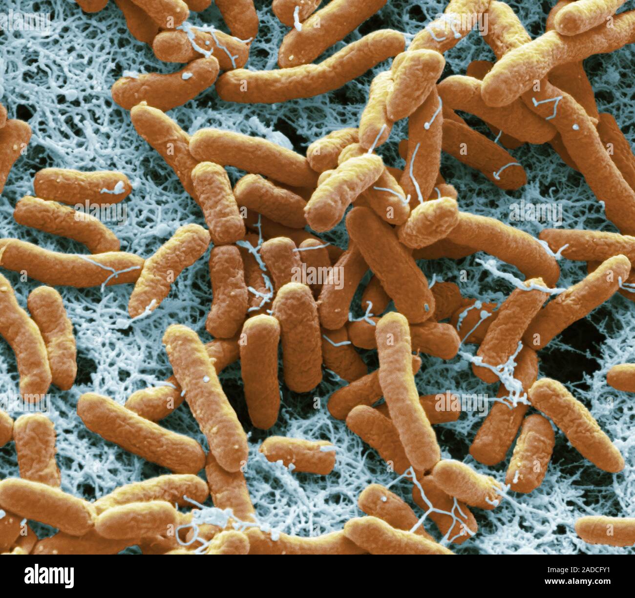 Pseudomonas bacteria. Coloured scanning electron micrograph (SEM) of ...
