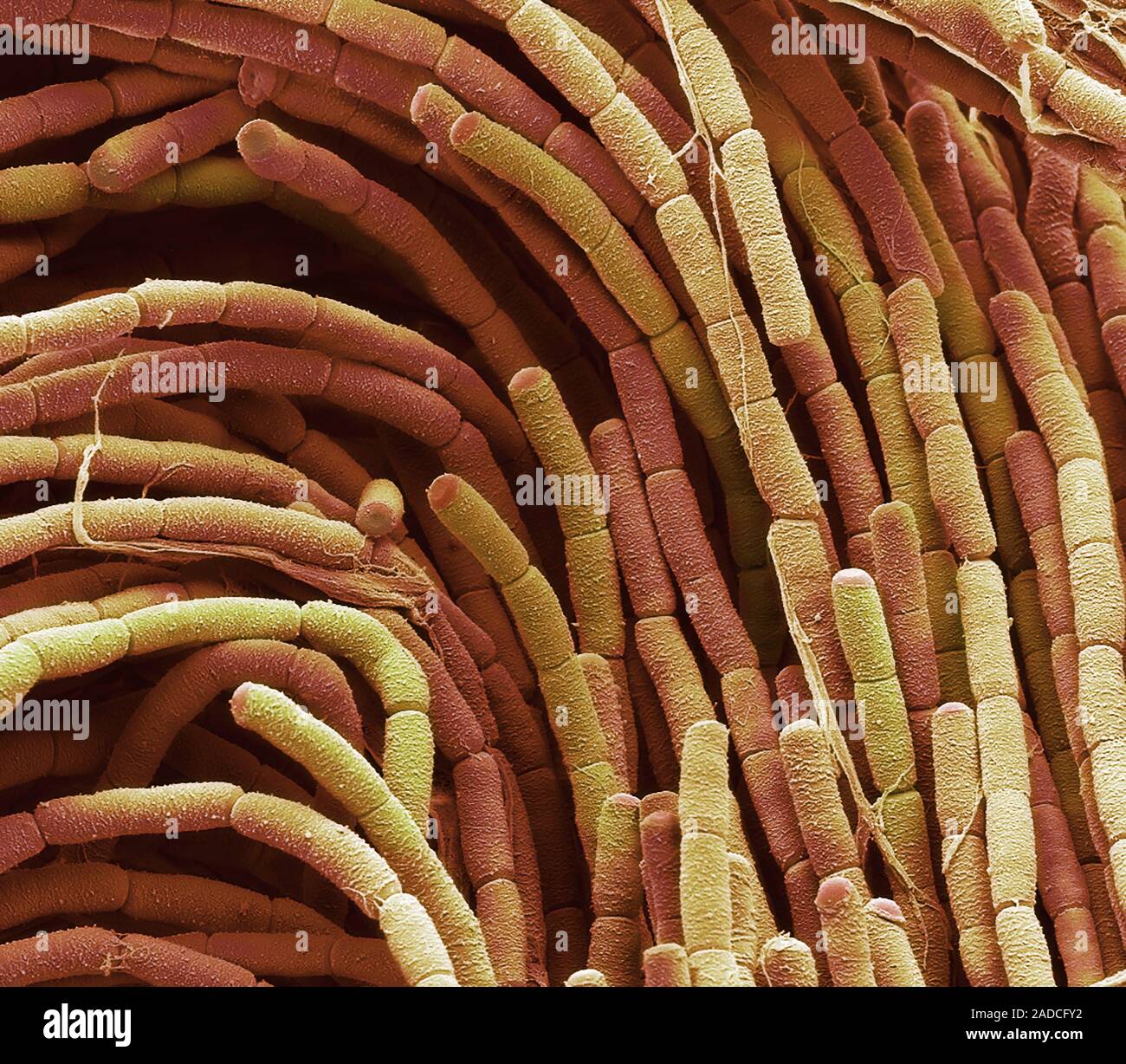 Compost bacteria, coloured scanning electron micrograph (SEM). In the ...
