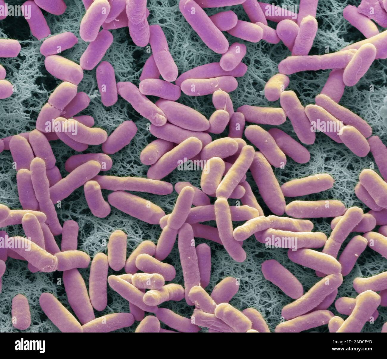 E.coli bacteria. Coloured scanning electron micrograph of the rod ...
