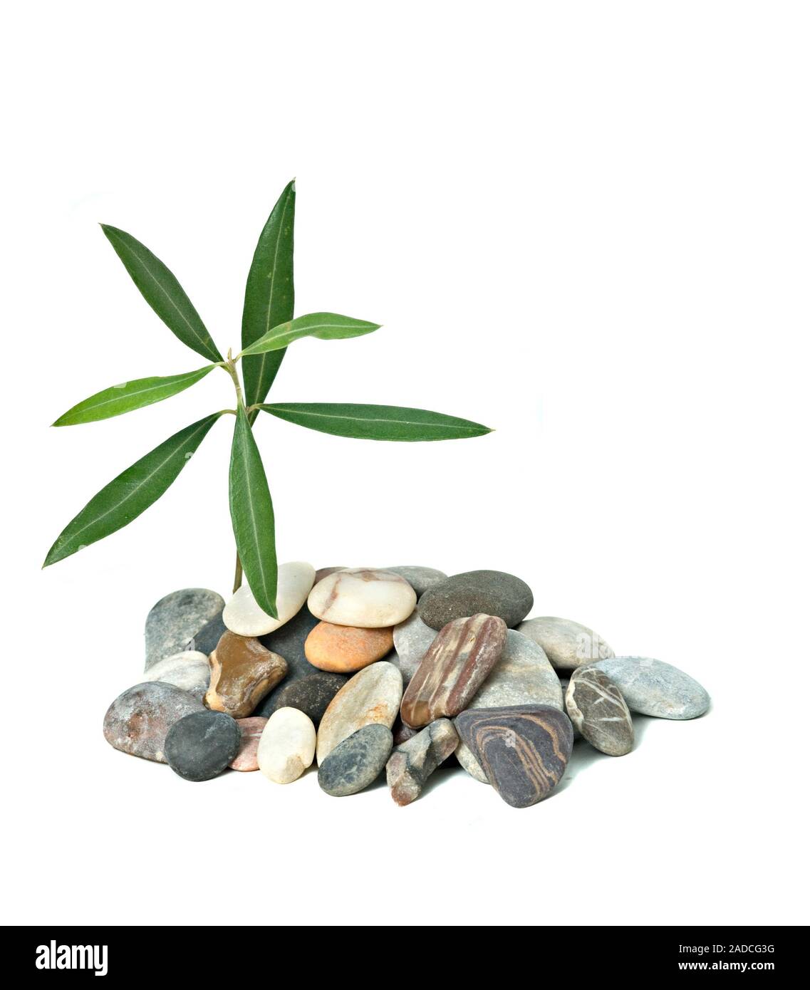 Shoot of tree growing from pebbles isolated on white background Stock ...