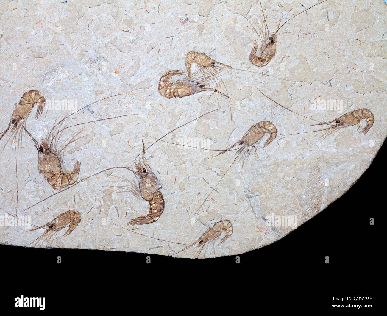 Slab of limestone exhibiting fossil prawns of genus Carpopenaeus ...
