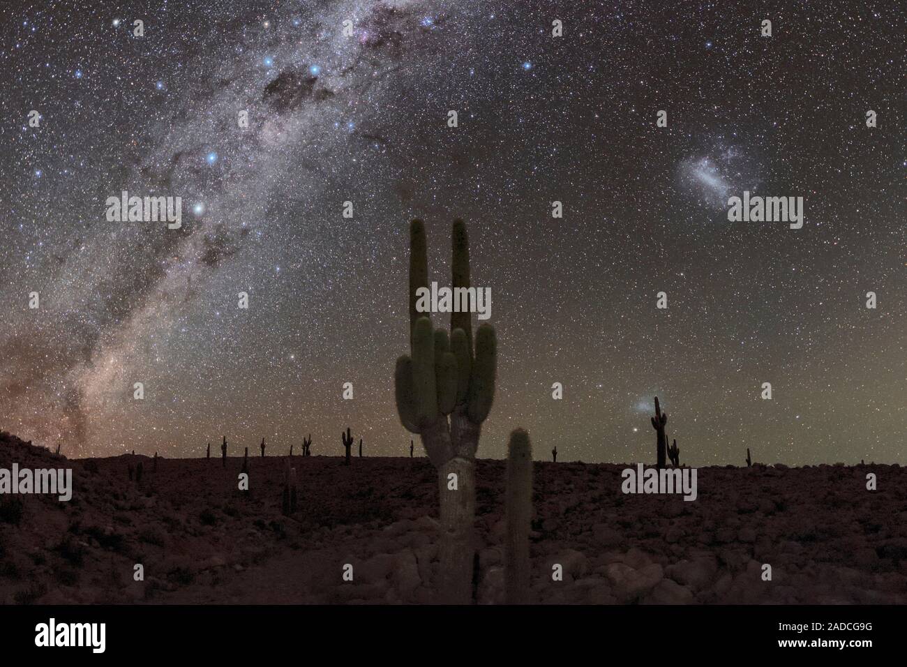 Milky Way over cacti. Milky Way in the night sky over giant cardon ...