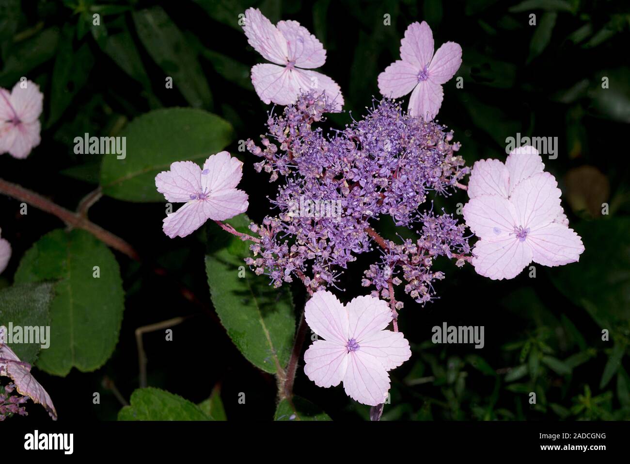 Flower head of the hydrangea aspera villosa, common name hydrangea ...