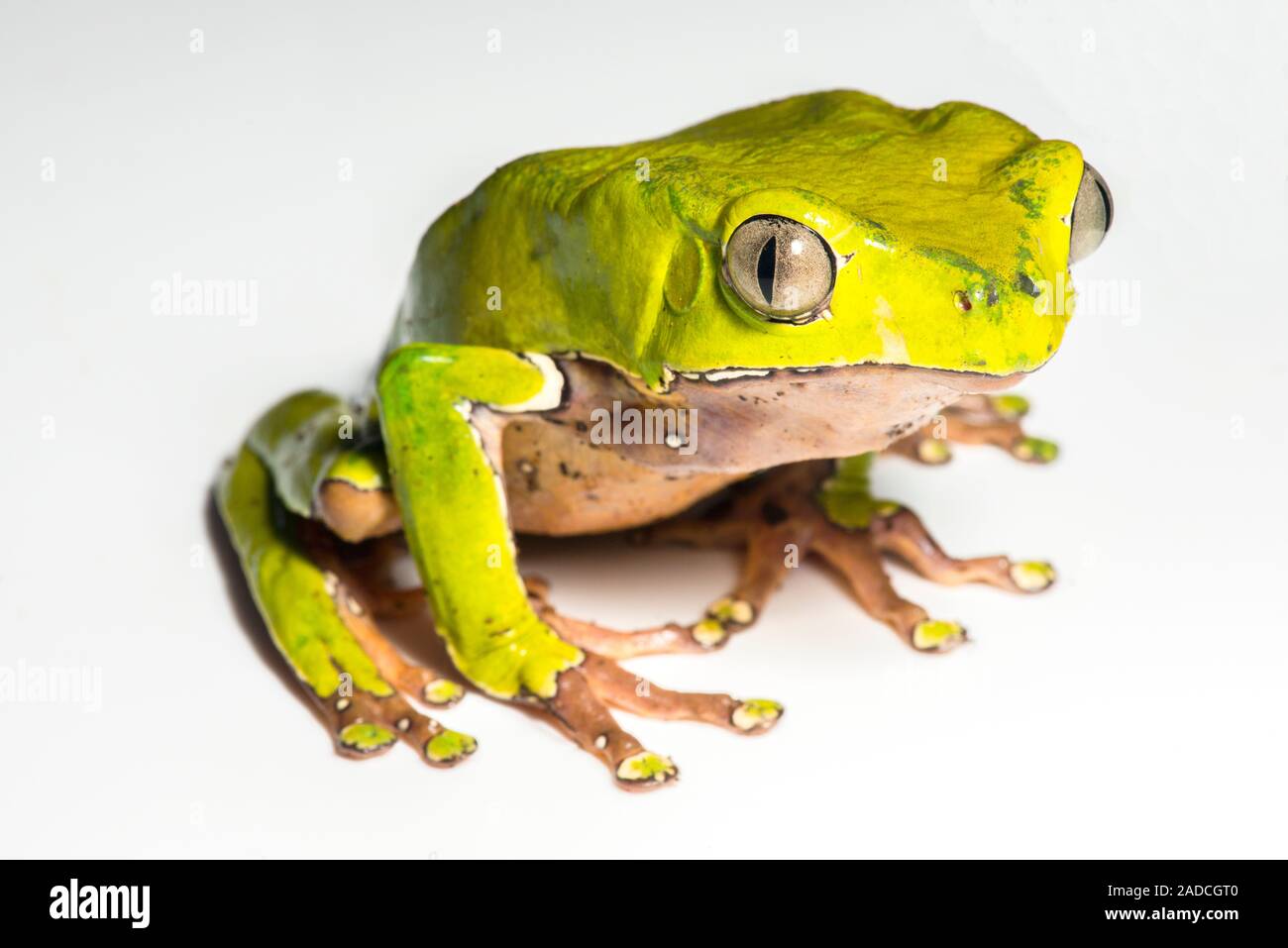 Giant monkey frog, or giant leaf frog, (Phyllomedusa bicolor). This ...