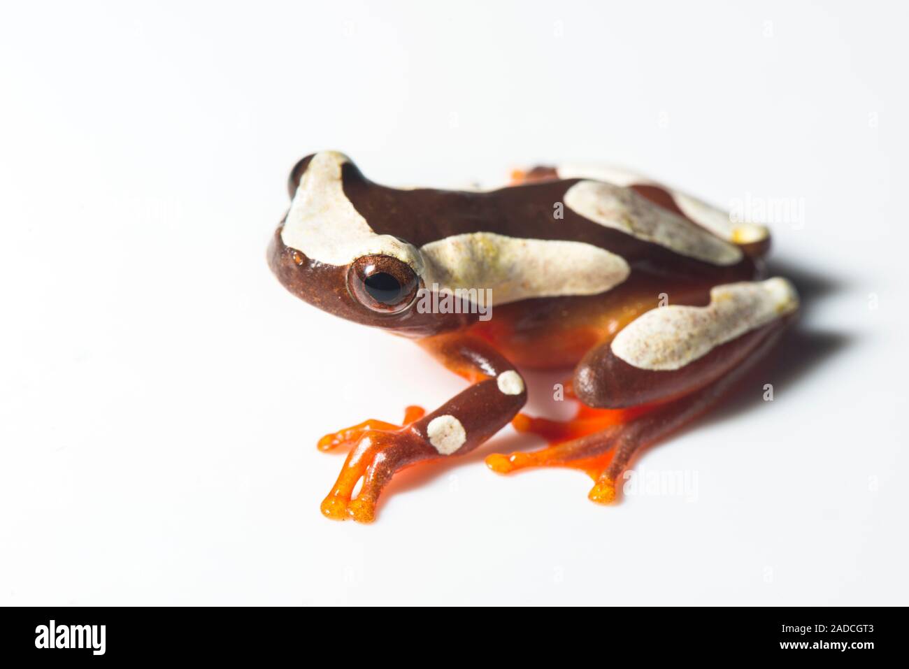 Beireis tree frog (Dendropsophus leucophyllatus). Photographed near ...