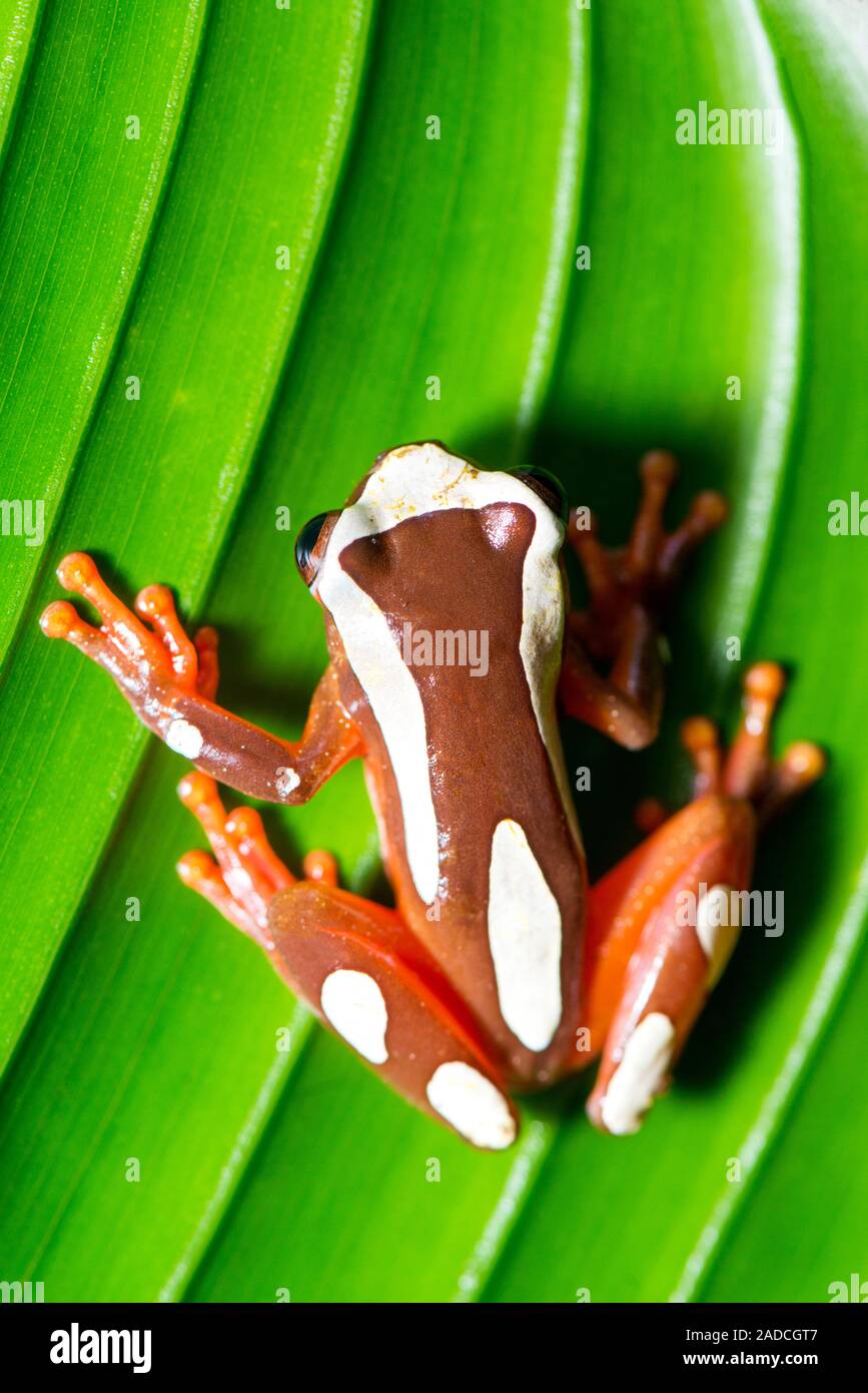 Beireis tree frog (Dendropsophus leucophyllatus). Photographed near ...