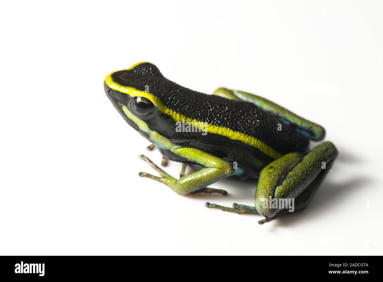 Three-striped poison dart frog (Ameerega trivittata). Biopeptides in ...