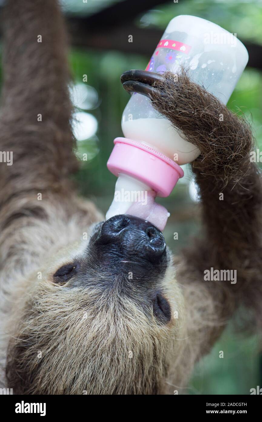 Linnaeus's two-toed sloth, (Choloepus didactylus) feeding from a bottle ...
