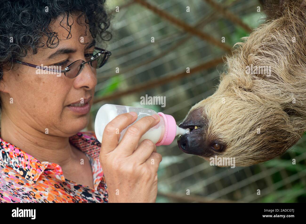 Linnaeus's two-toed sloth, (Choloepus didactylus) being bottle feed at ...