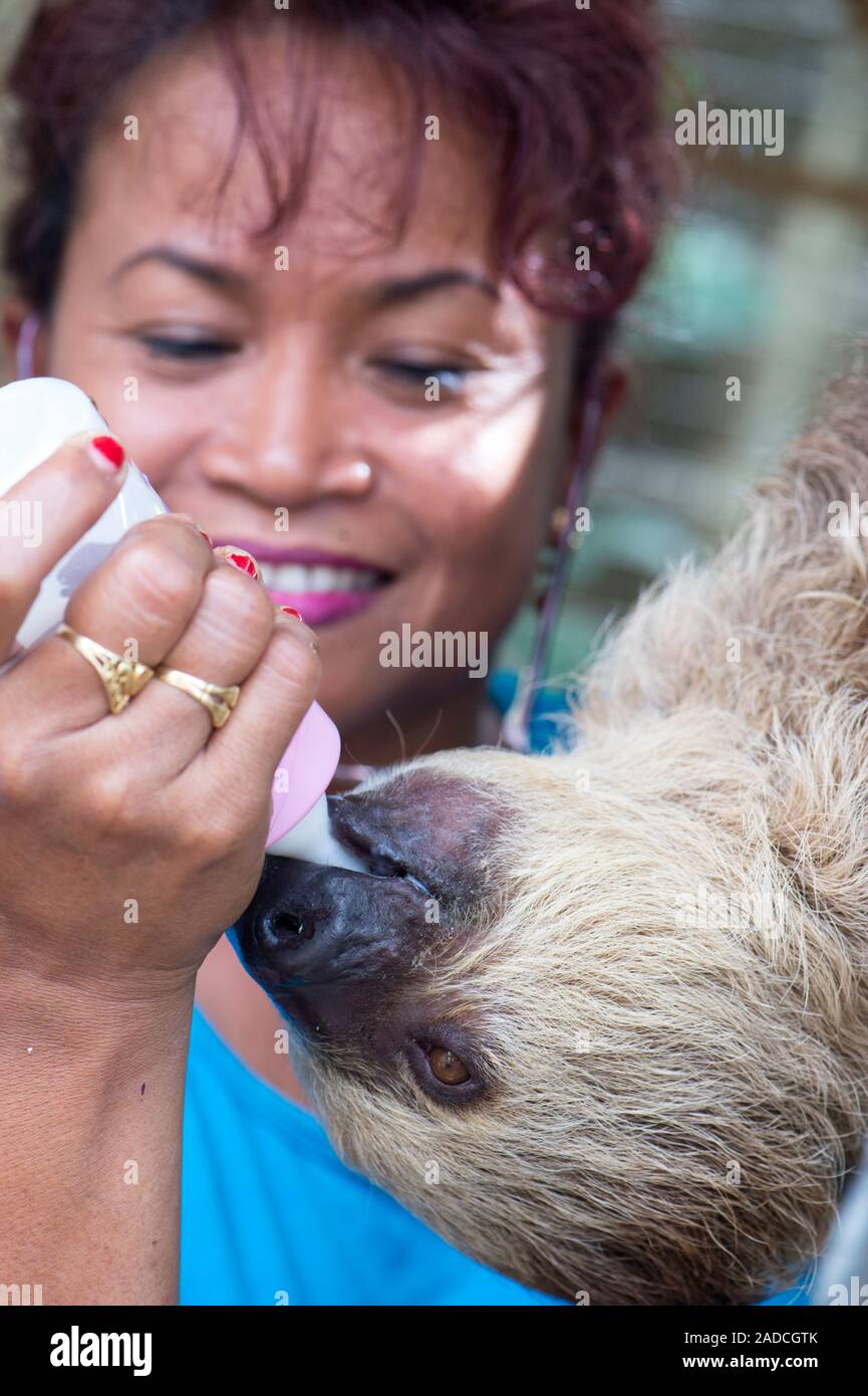Linnaeus's two-toed sloth, (Choloepus didactylus) being bottle feed at ...