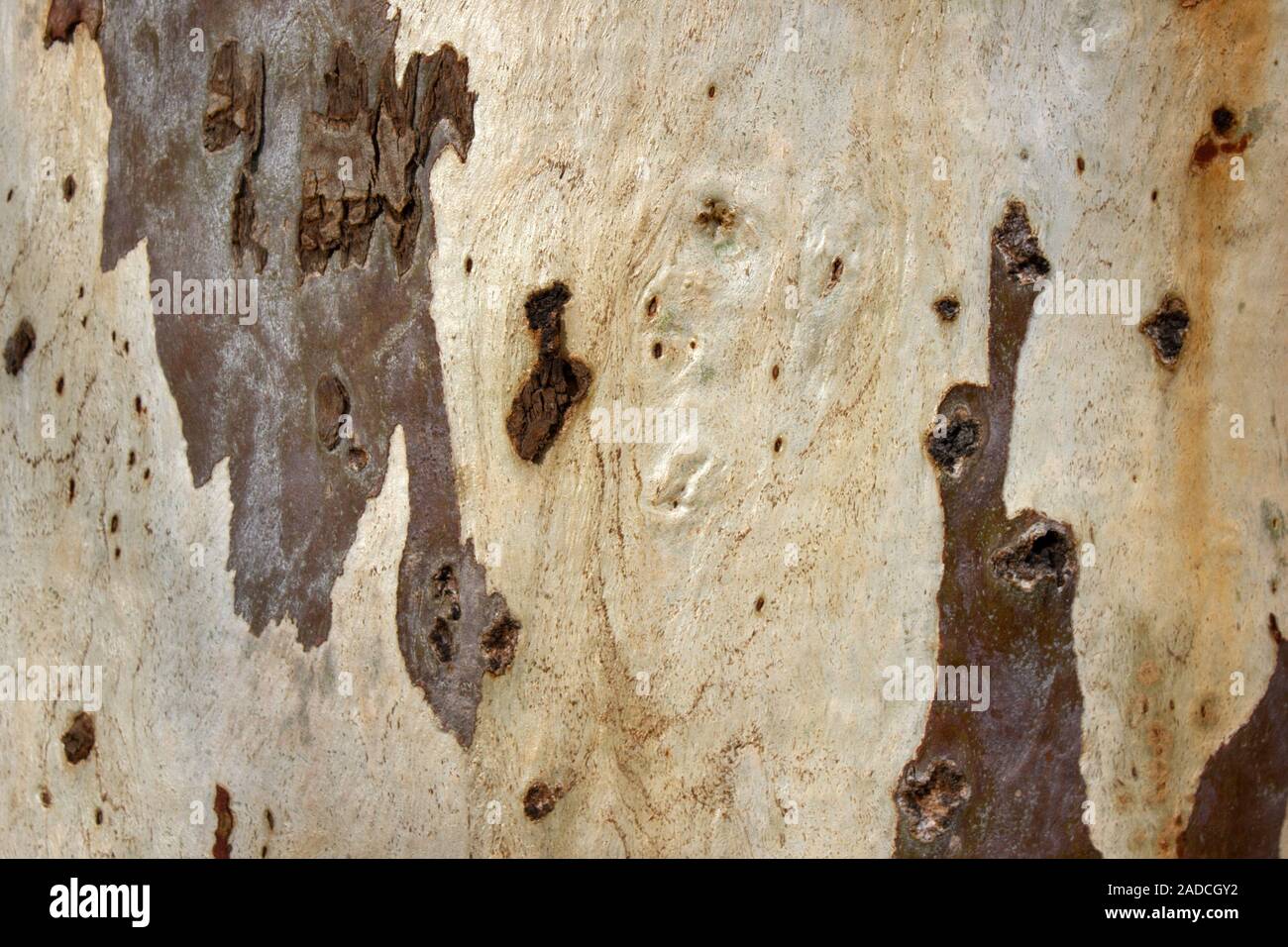 Eucalyptus bark smooth texture hi-res stock photography and images - Alamy