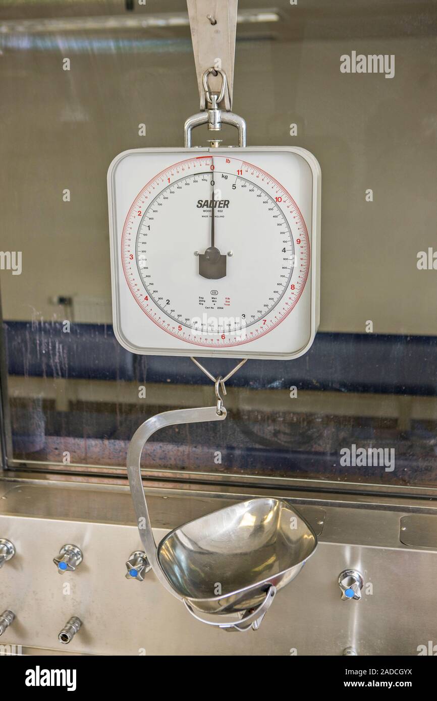 Autopsy room. Close-up of a set of autopsy weighing scales used to ...