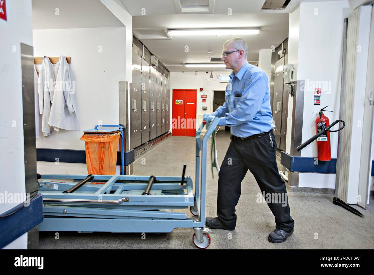 Mortuary. Mortuary worker wheeling a hydraulic body lifting trolley ...