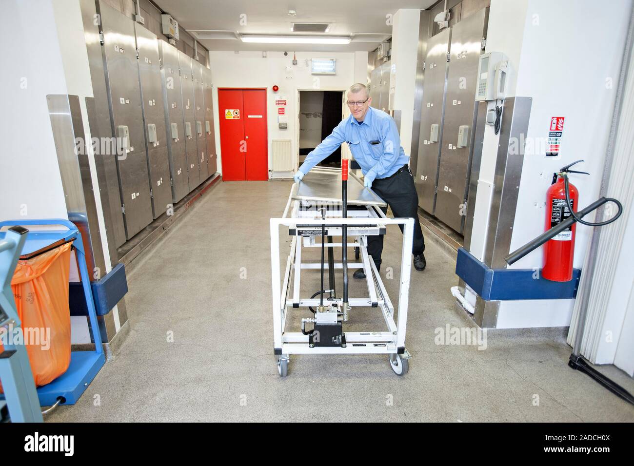 Mortuary. Mortuary worker with a hydraulic body lifting trolley and ...