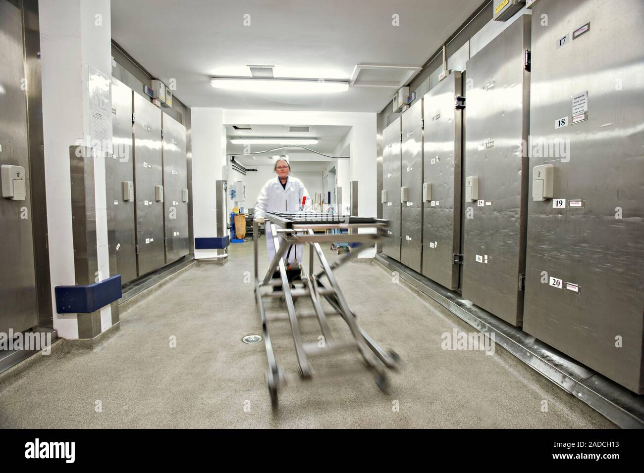 Mortuary. Mortuary worker wheeling a hydraulic body lifting trolley ...