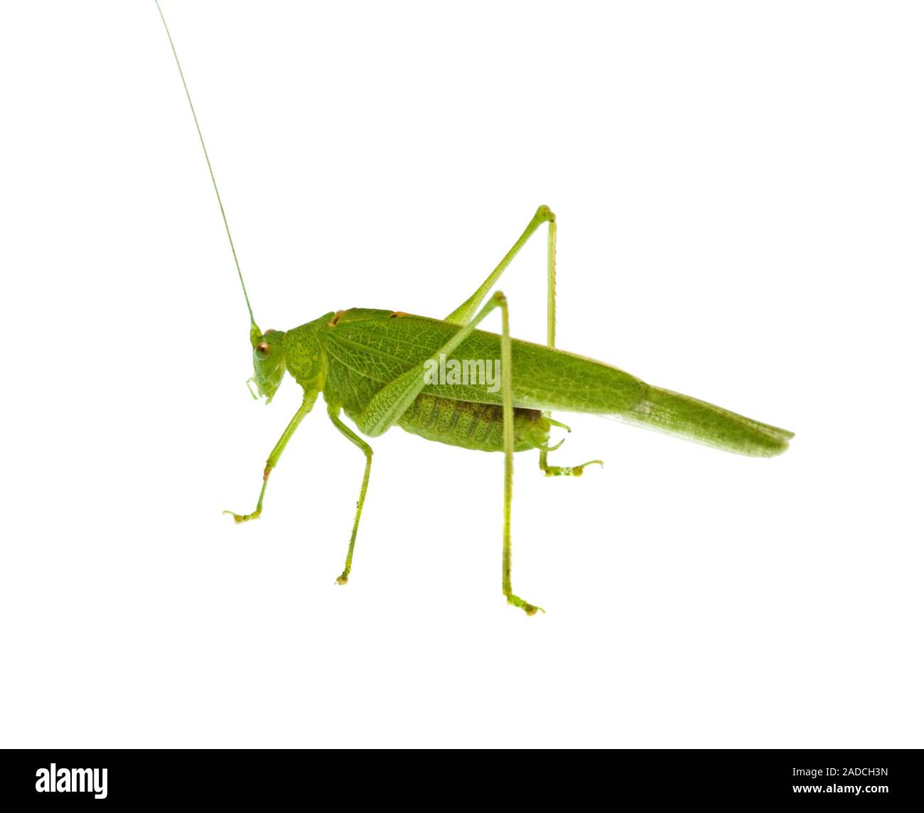 The Great Green Grasshopper Tettigonia Viridissima On White, 46% OFF