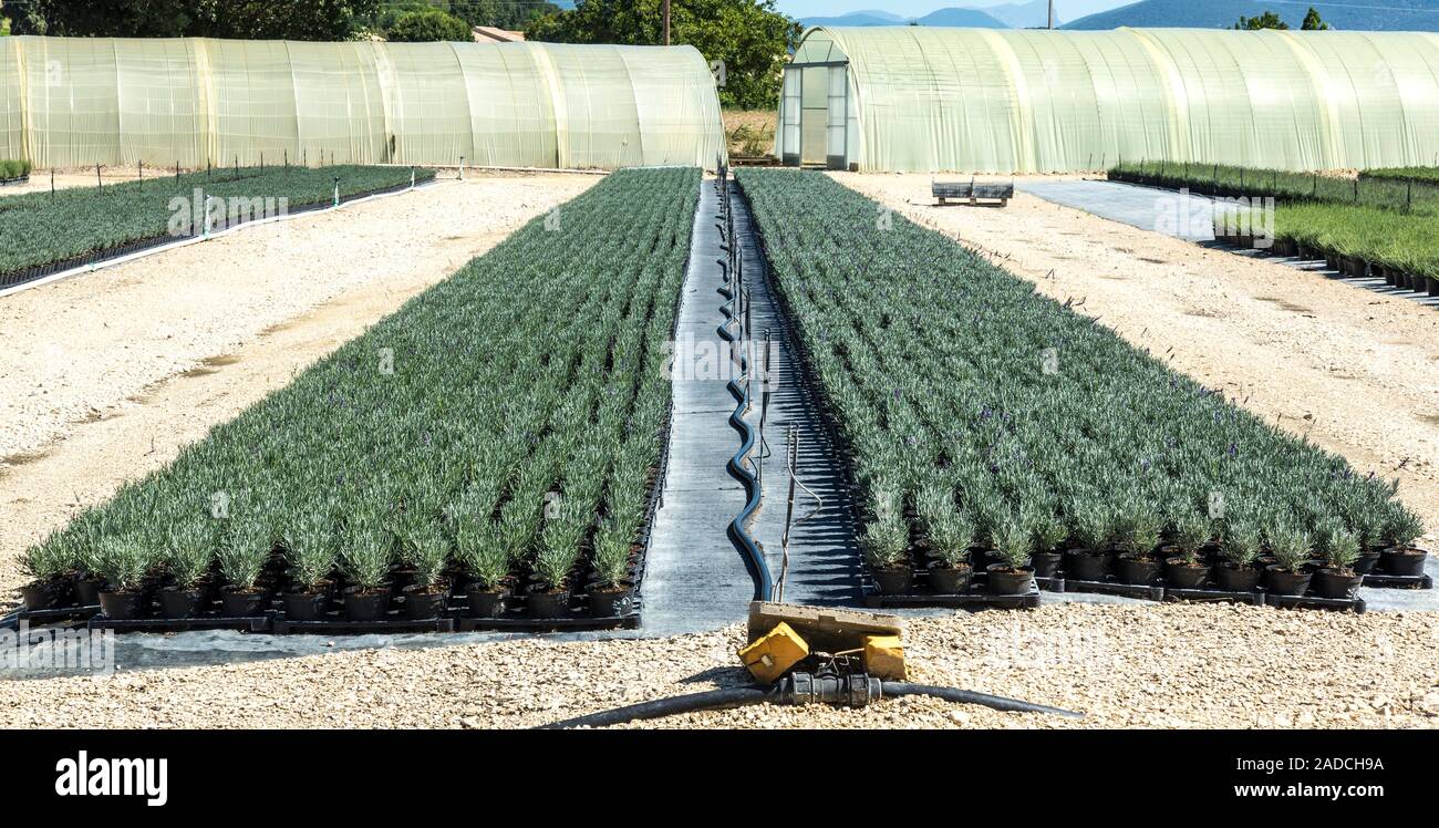 Lavandin, lavandula x intermedia, is an important crop in parts of ...