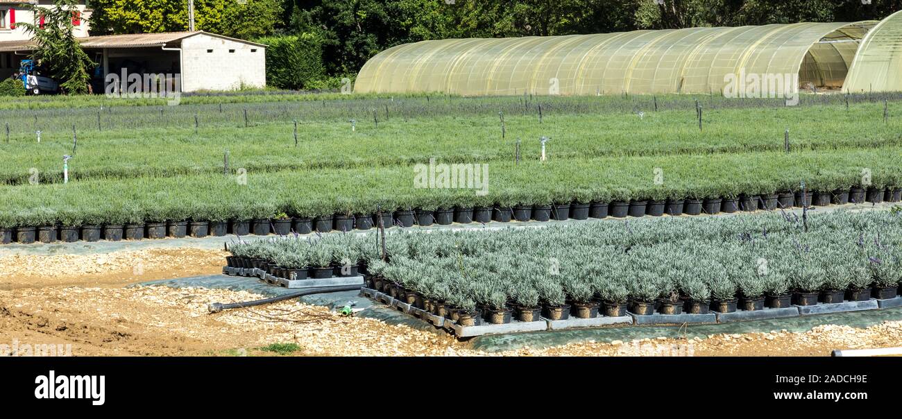 Lavandin, lavandula x intermedia, is an important crop in parts of ...