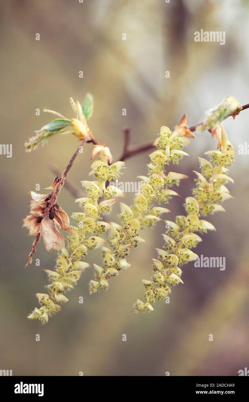 Japanese hornbeam (Carpinus japonica) flowers Stock Photo - Alamy