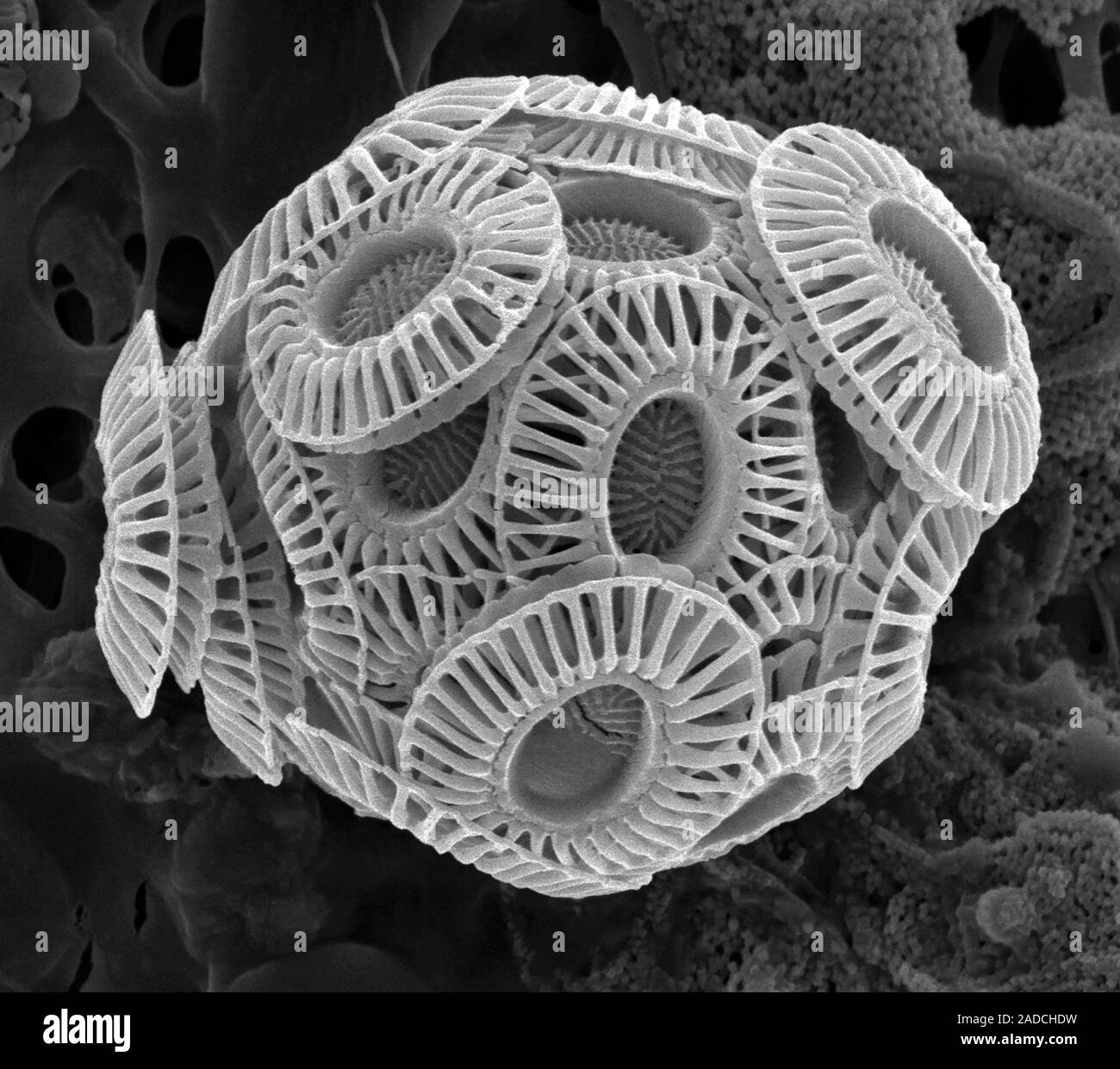 Coccolithophore. Scanning electron micrograph (SEM) of Emiliana. huxleyi. This small algal ...