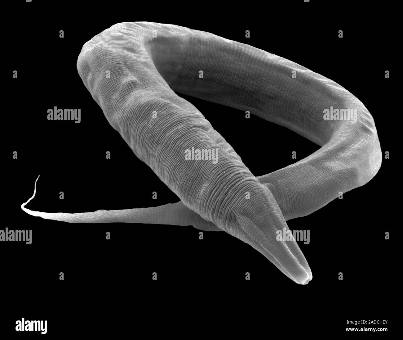 Caenorhabditis elegans worm. Scanning electron micrograph (SEM). C. elegans is a soil-dwelling ...