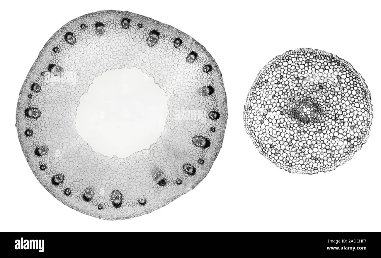 Root vascular arrangement. Light micrograph (LM) to compare sections of ... Root vascular arrangement. Light micrograph (LM) to compare sections of ...