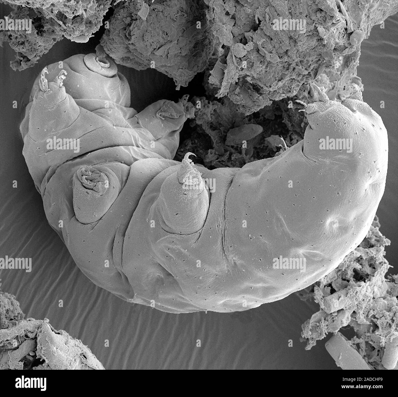 Water bear. Scanning electron micrograph (SEM). Tardigrades ...