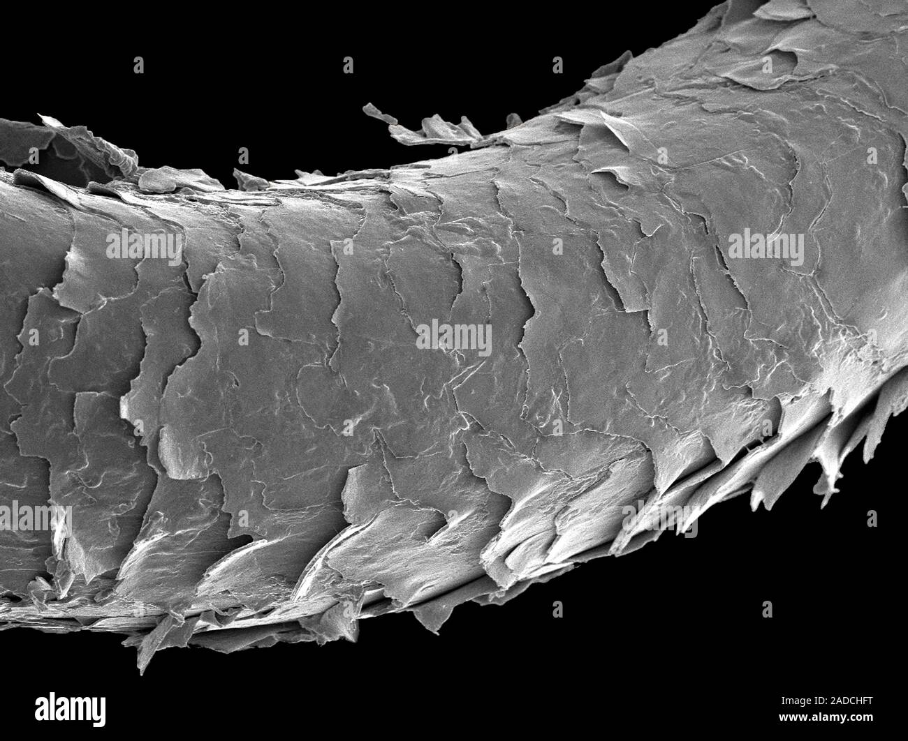 Human head hair. Scanning electron micrograph (SEM) of a shaft of ...