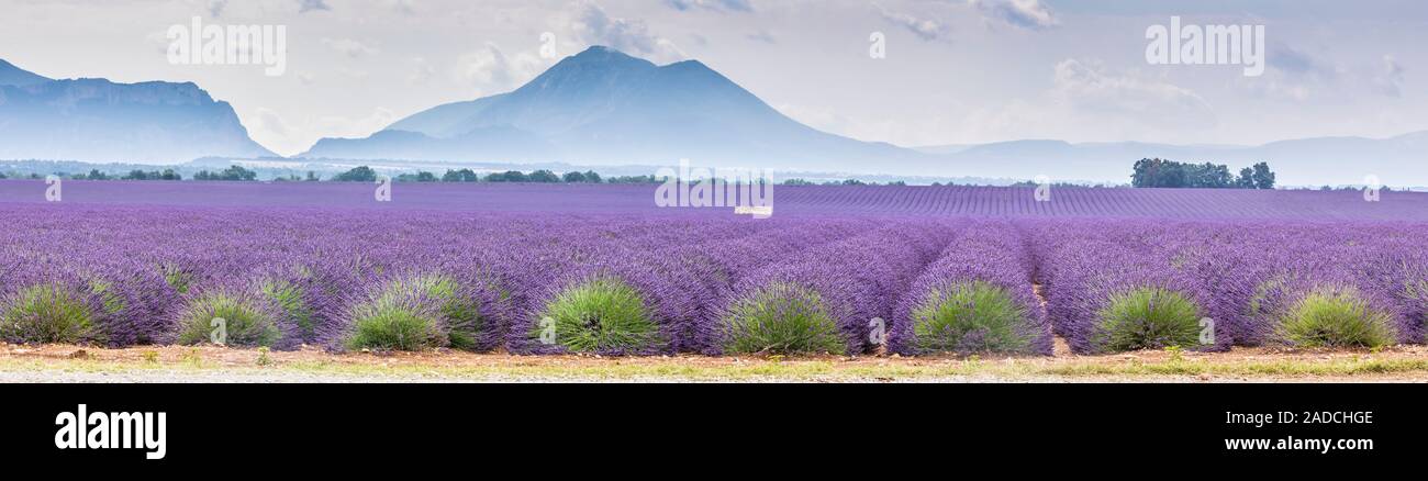 The plateau has ideal farming conditions for lavender cultivation. 700 ...