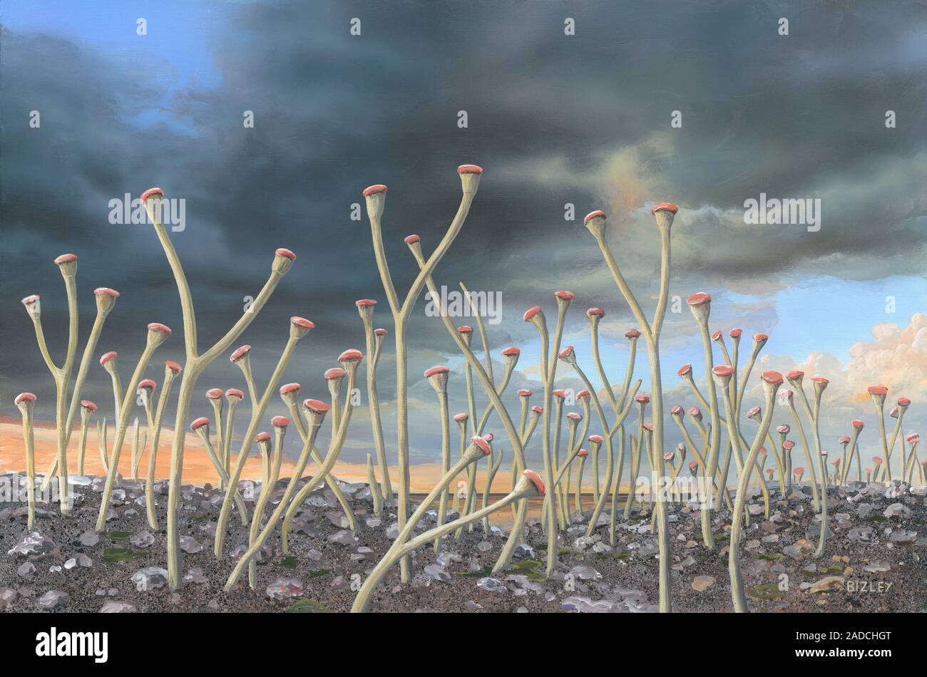 Illustration of a ground level view of Cooksonia sp. plants in the ...
