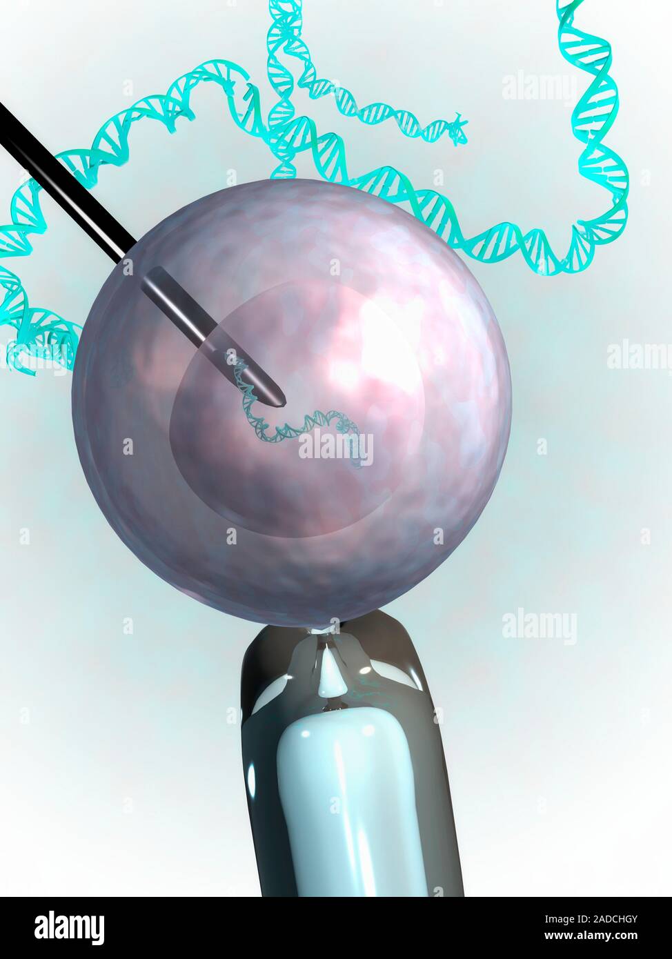 Genetic engineering, conceptual illustration Stock Photo - Alamy