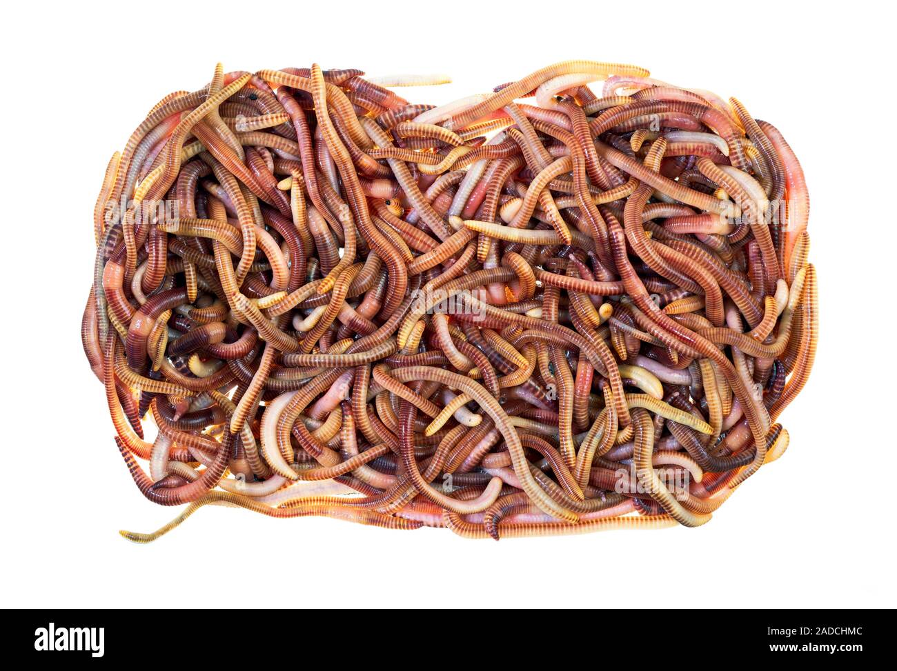 Brandling worms (Eisenia fetida). These annelid worms are used by gardeners to speed up the ...