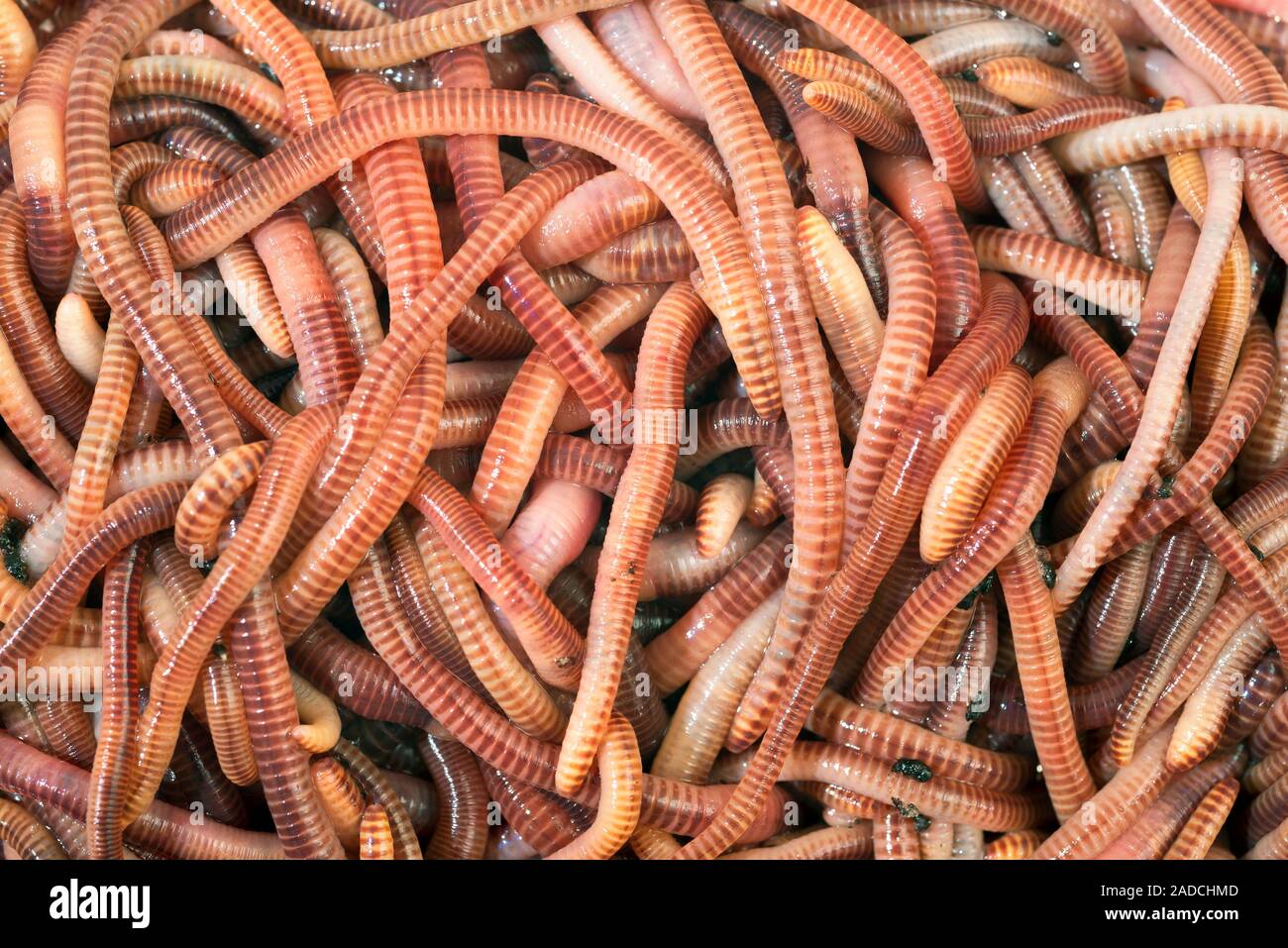 Brandling worms (Eisenia fetida). These annelid worms are used by ...