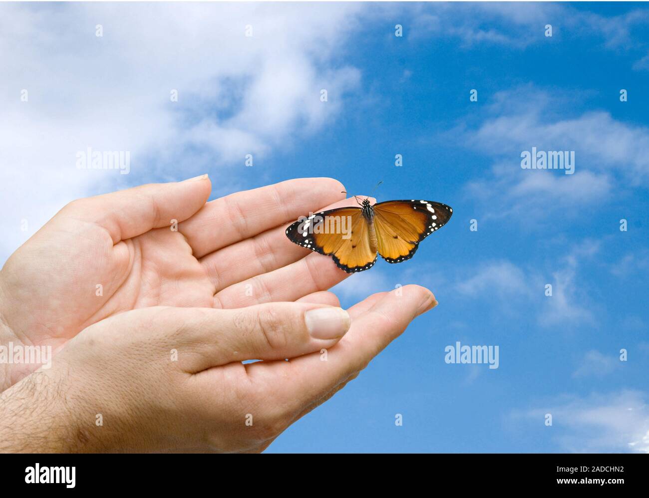 Close up hands flying butterfly hi-res stock photography and images - Alamy