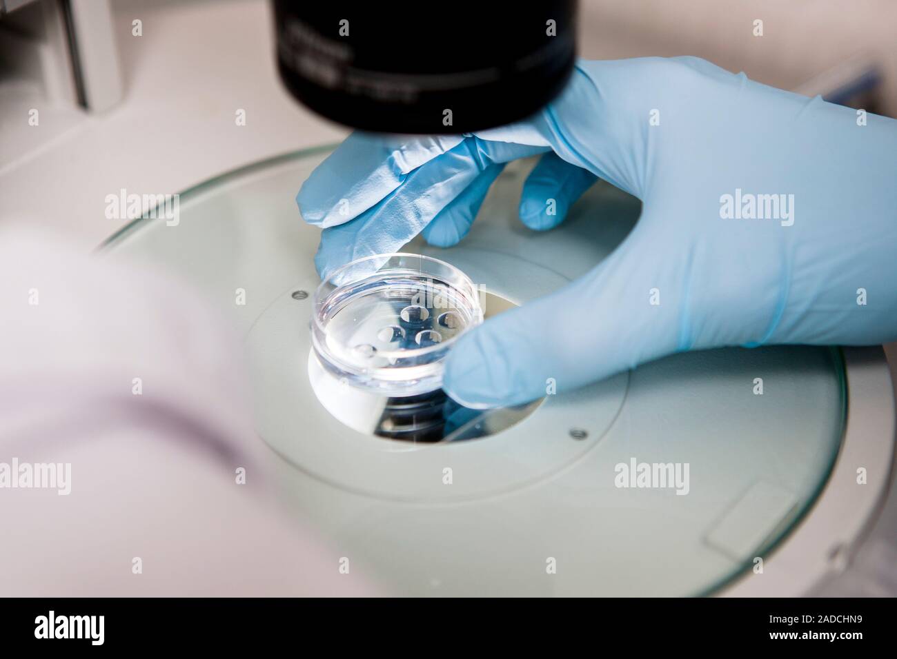 Stem cell research. Researcher viewing mouse embryos under a microscope ...
