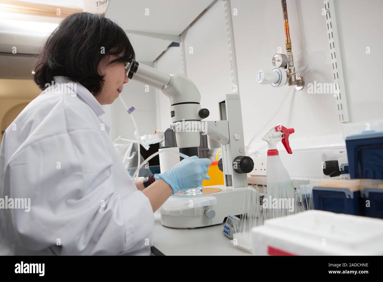 Stem cell research. Researcher monitoring the development of mouse ...