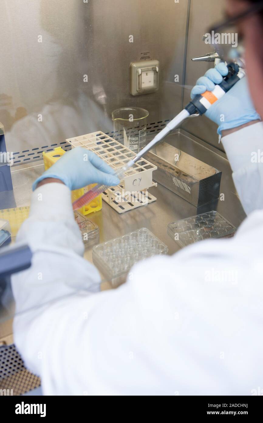 Stem cell research. Researcher working with stem cells in an embryology ...