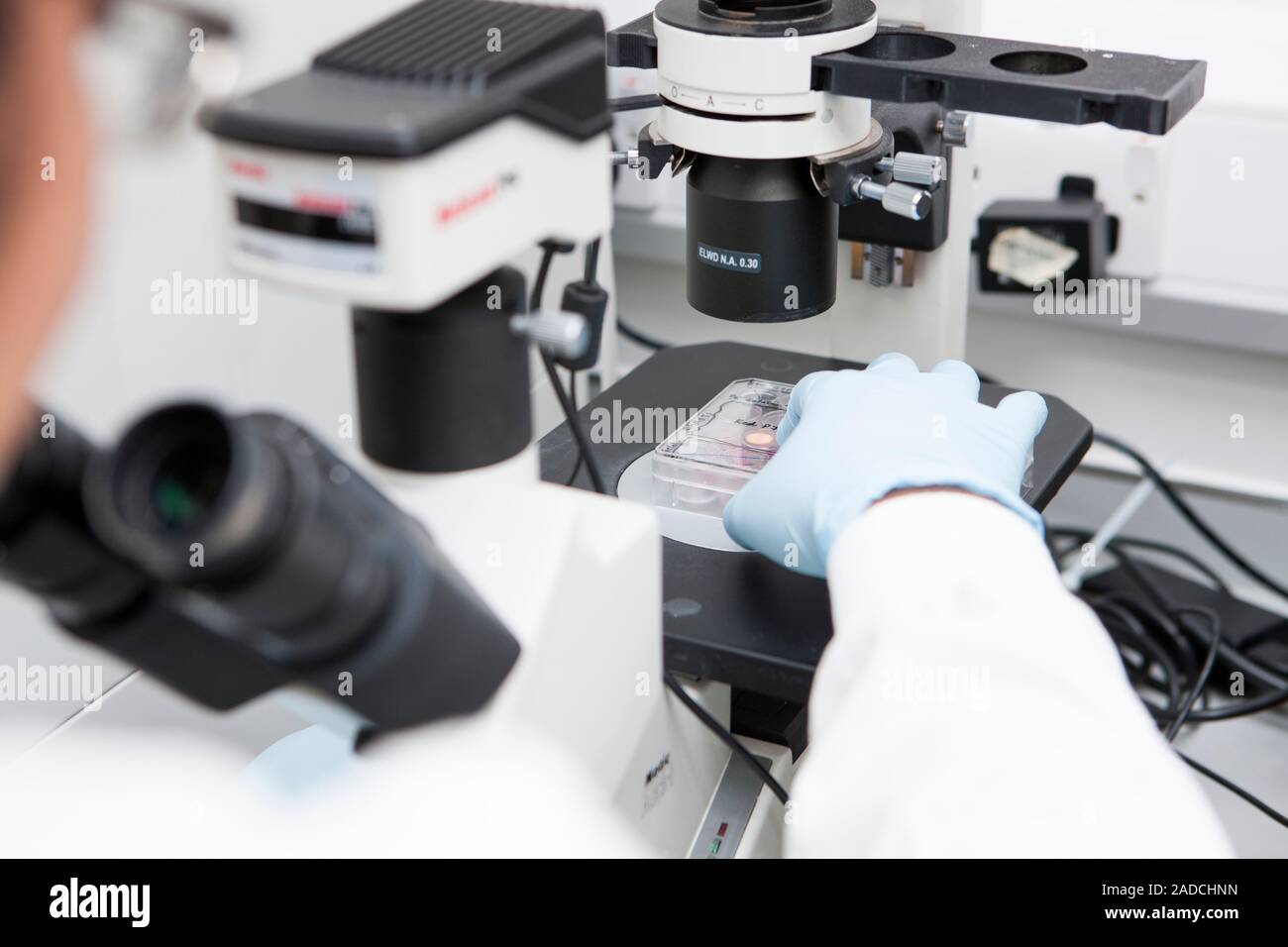 Stem cell research. Researcher monitoring the development of mouse ...