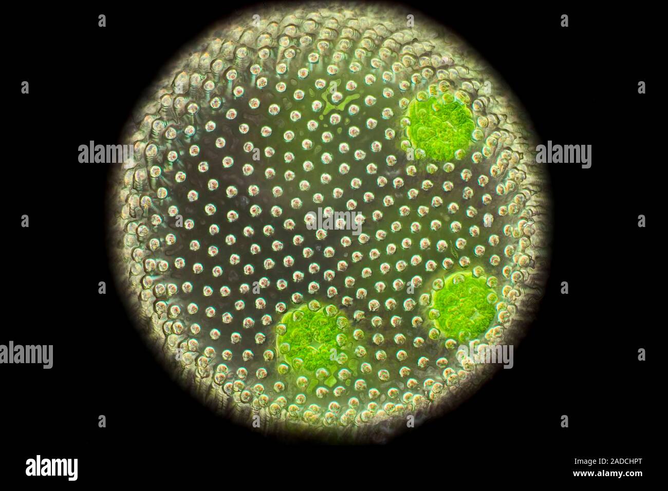 Volvox algae. Light micrograph of the surface of a colony of the ...