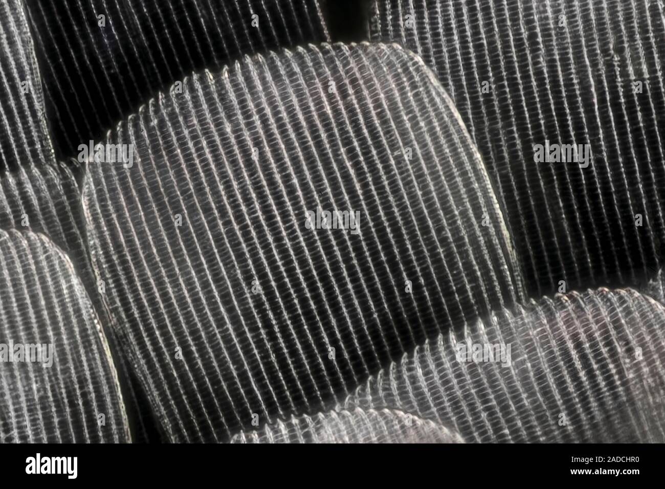 Butterfly wing scales. Light micrograph of scales on the wing of a ...