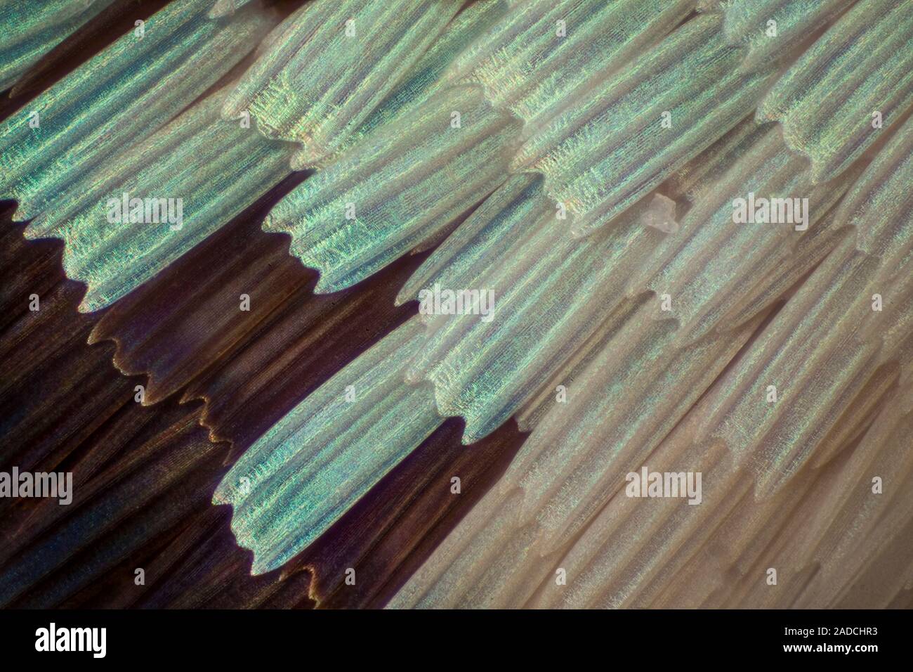 Butterfly wing scales. Light micrograph of scales on the wing of a ...
