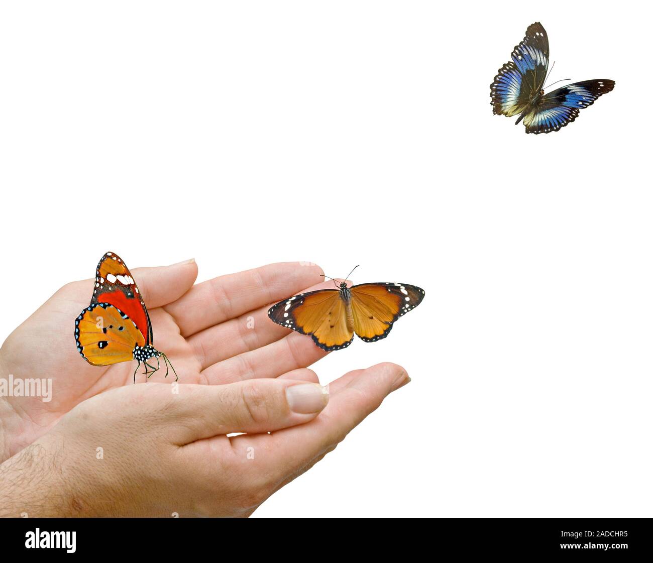 Close up hands flying butterfly hi-res stock photography and images - Alamy