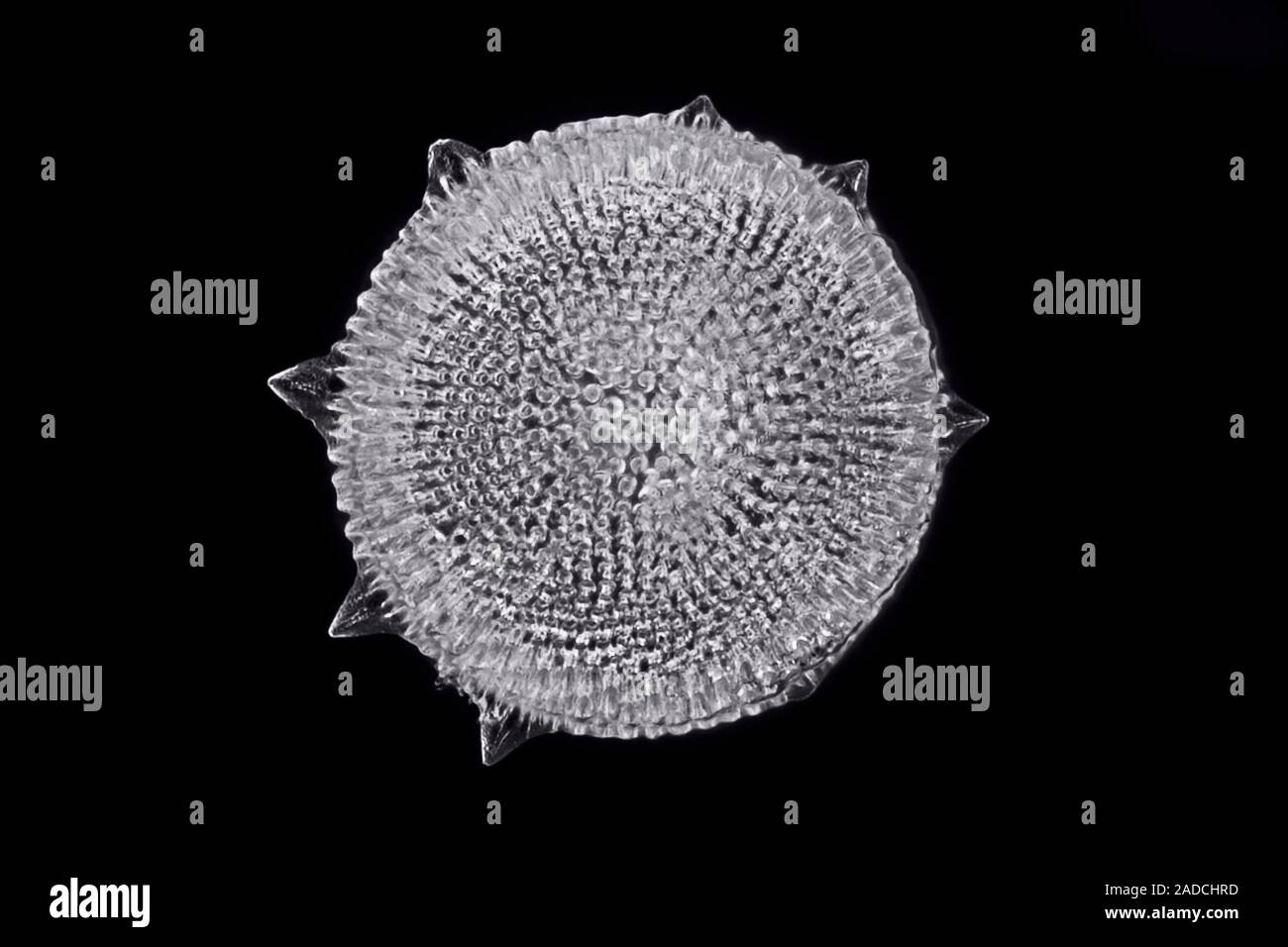 Radiolarian. Light micrograph of a single shell of a radiolarian. Radiolaria are single-celled ...