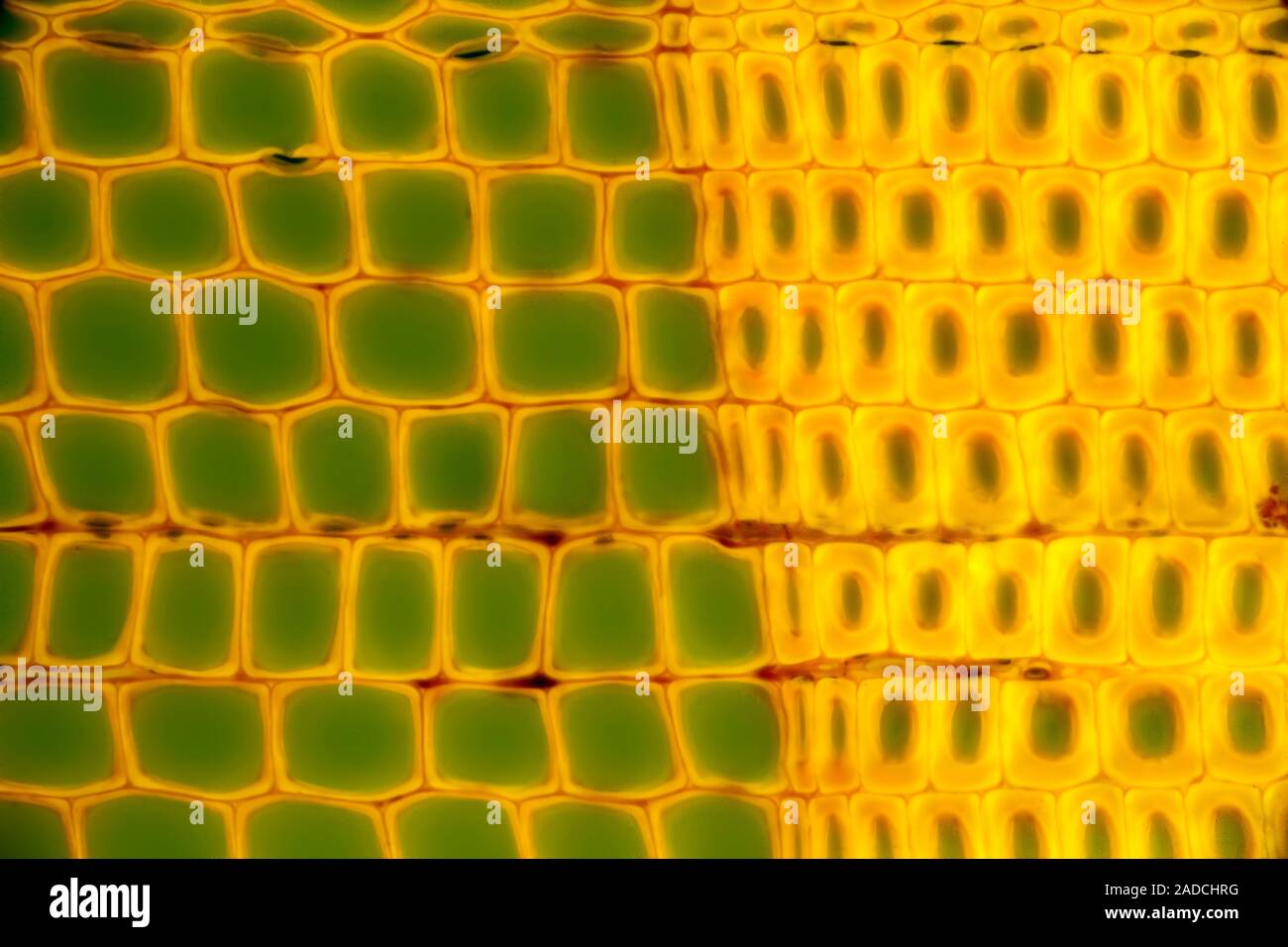 Pine stem (Pinus silvestris). Fluorescence and polarised light ...