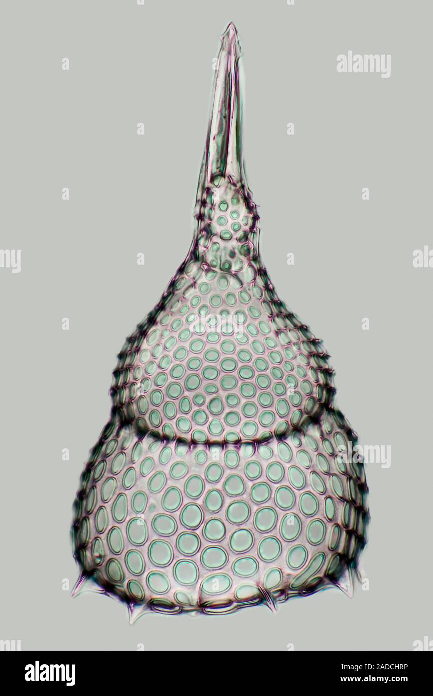 Radiolarian. Light micrograph of a single shell of a radiolarian ...