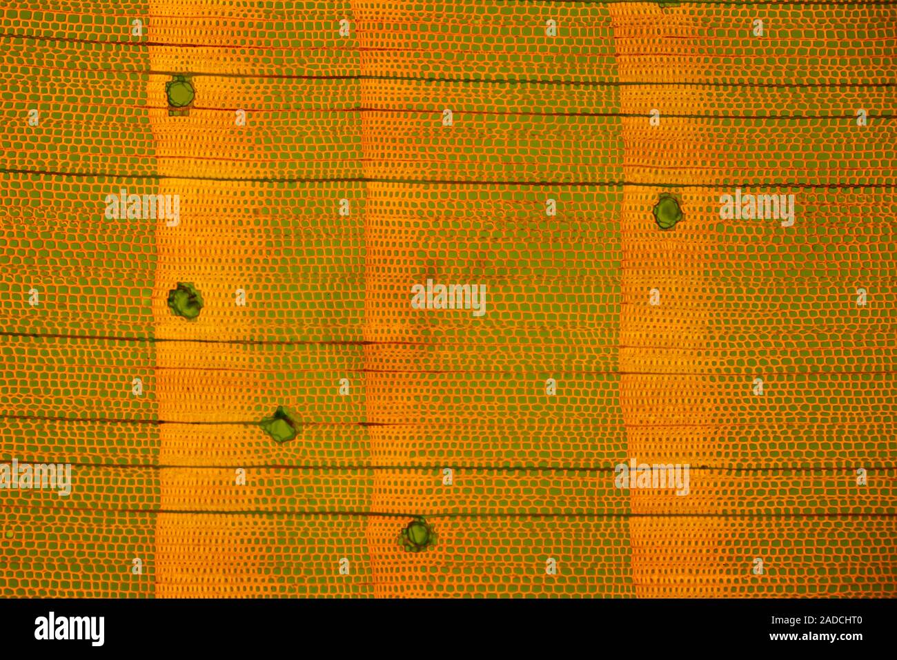 Pine stem (Pinus silvestris). Fluorescence and polarised light ...