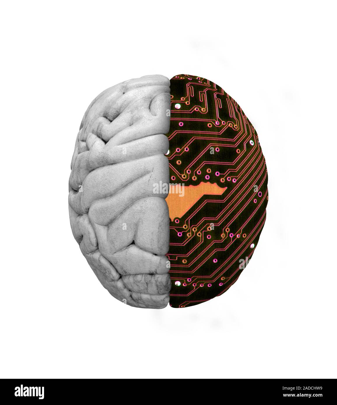 Artificial intelligence. Abstract image of a human brain and an electronic circuit board ...