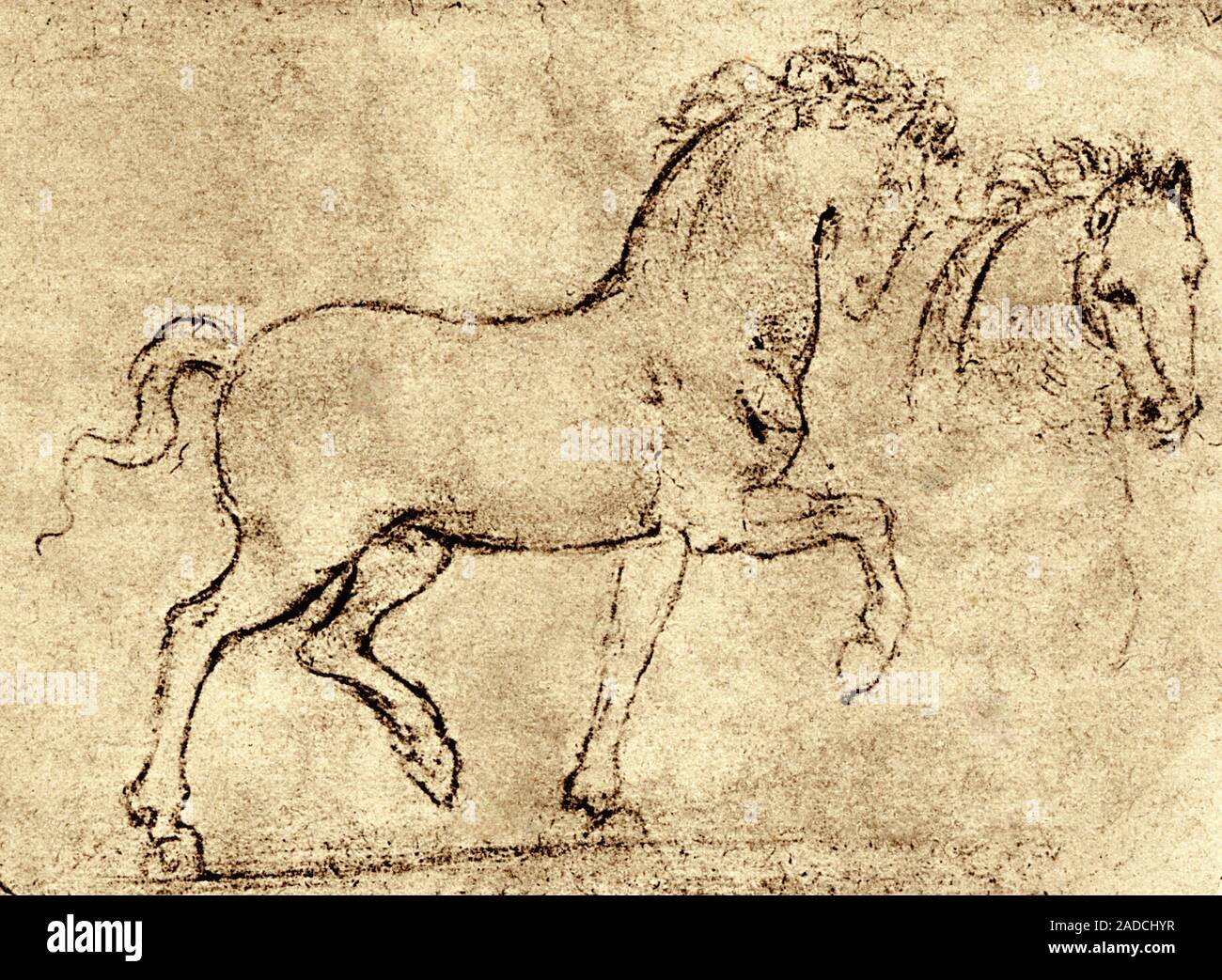 According to Vasari, Leonardo loved all animals, especially horses. A ...